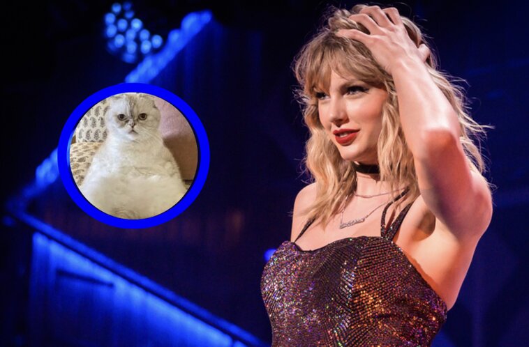 Report: Music Star’s Cat Is Worth Almost $100 Million - The American ...
