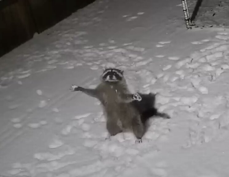 Security Camera Captures Raccoon's Adorable Reaction To Seeing Falling ...