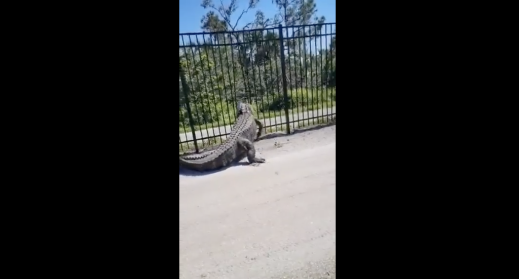 Only In Florida: Watch This Massive Gator Obliterate Metal Fence With ...