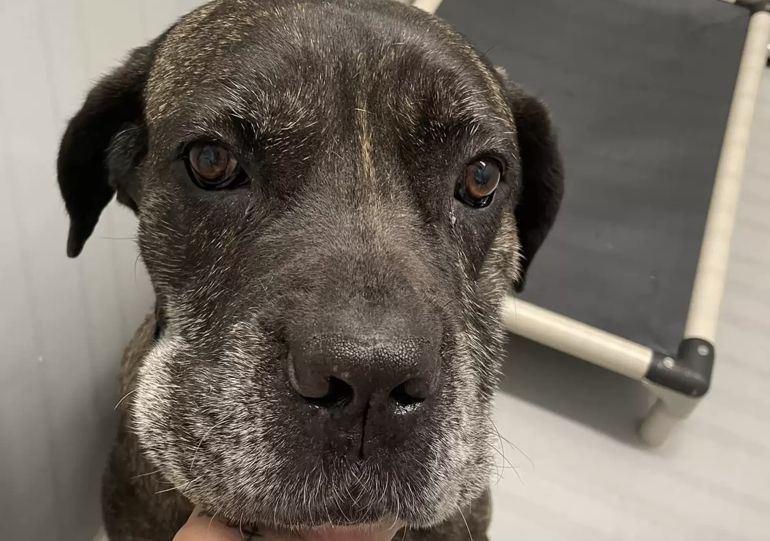 "We Were All In Tears": Dog Reunited With Owner After Five Years ...