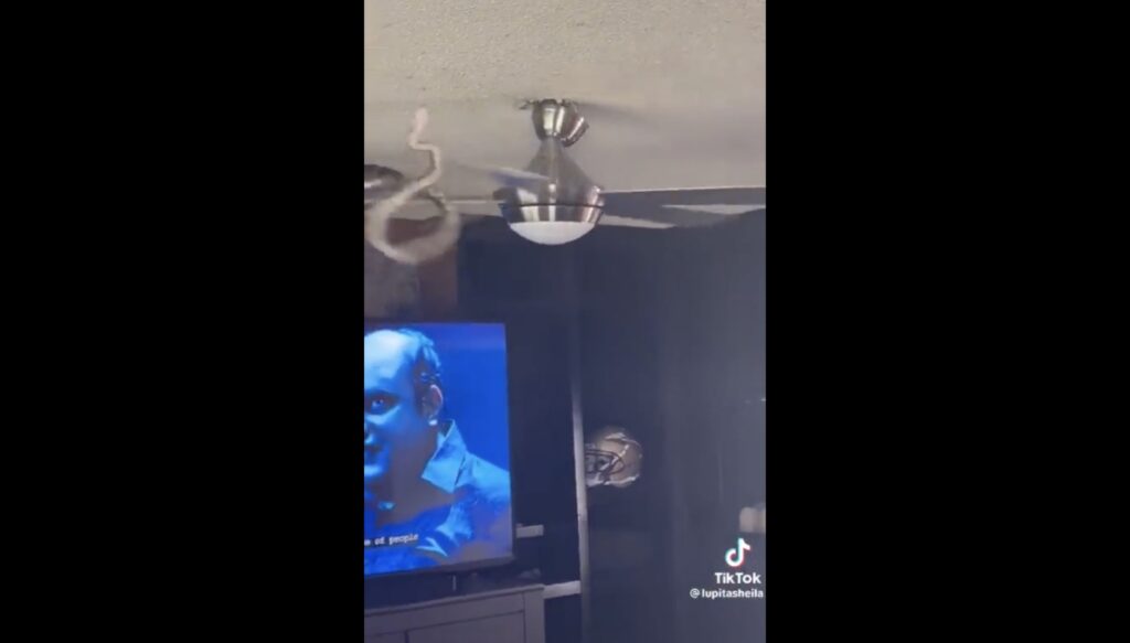 Snake Seen Flying From Ceiling Fan In Now Viral Video - The American ...