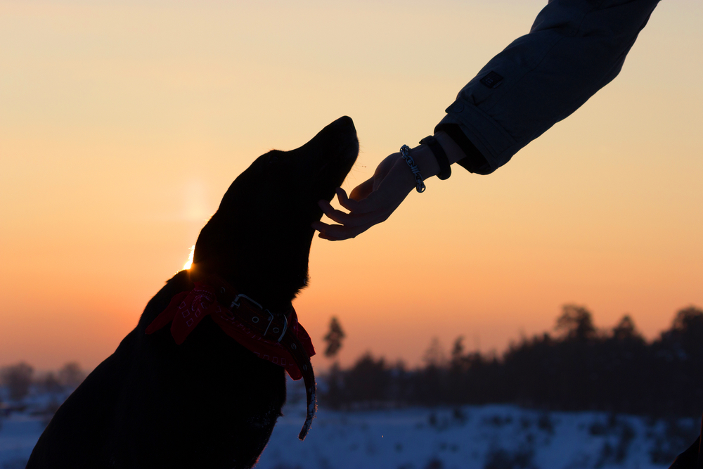 'Mellow's Last Walk': Dog's Final Walk Celebrated As Entire Town Shows ...