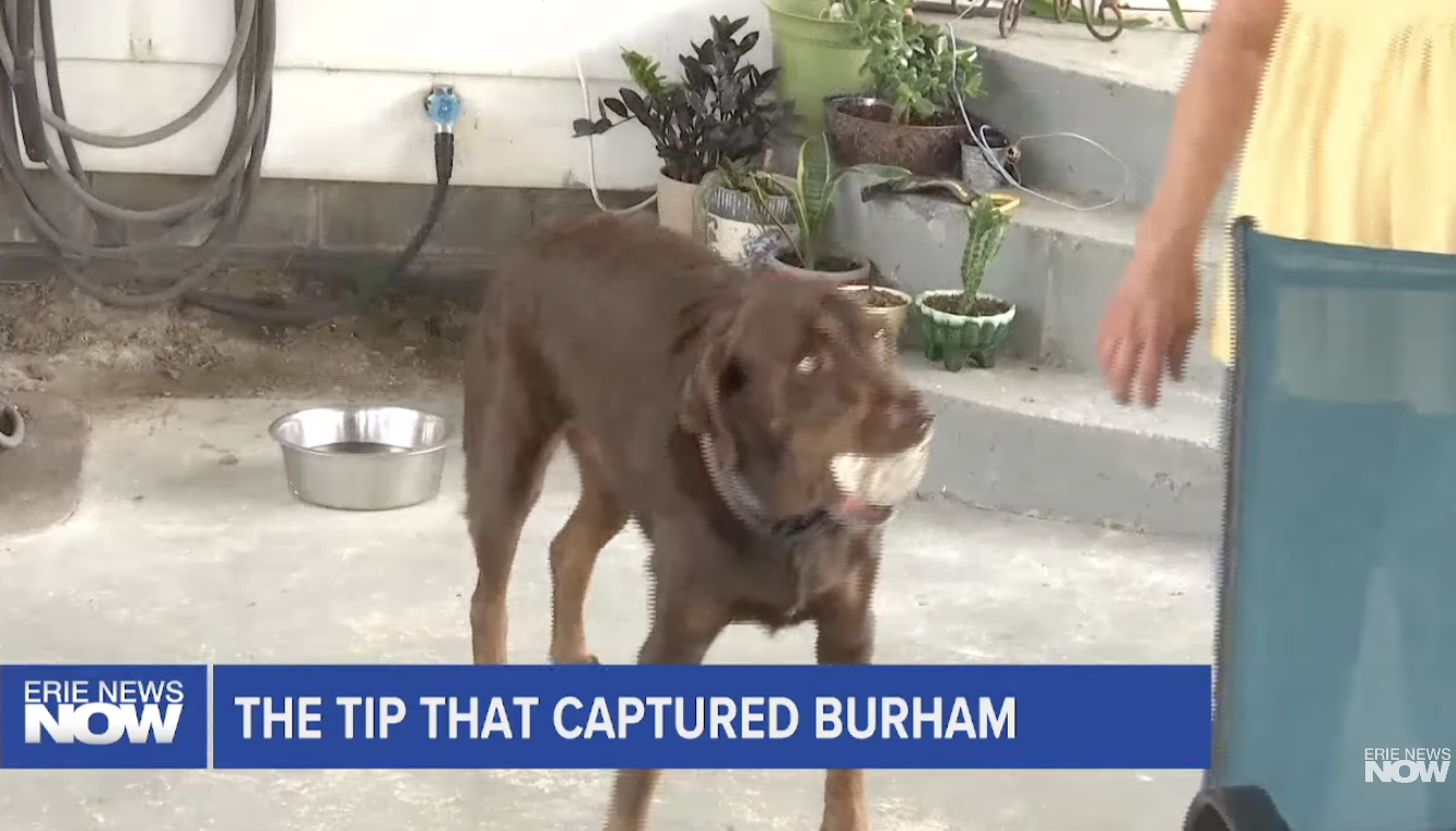 WATCH: Escaped Inmate Finally Caught By Homeowner's Dog