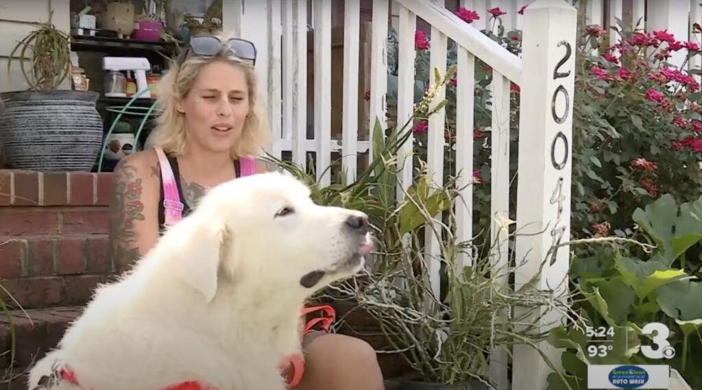 Foster Dog Finds Forever Home, Following Daring Rescue Of Foster Family ...