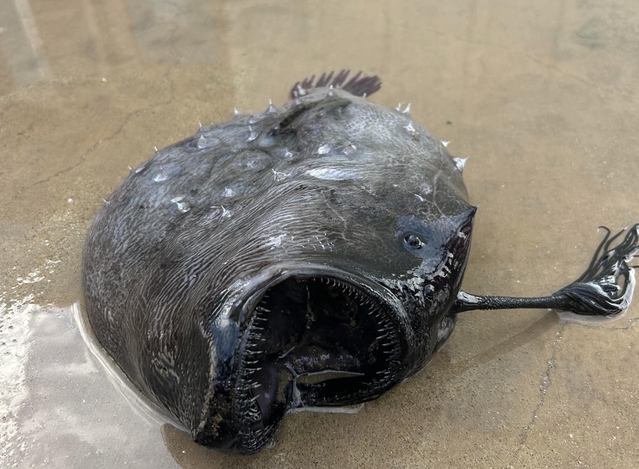 Alien-Like Mystery Fish Found Washed Up On Shore Of California State ...