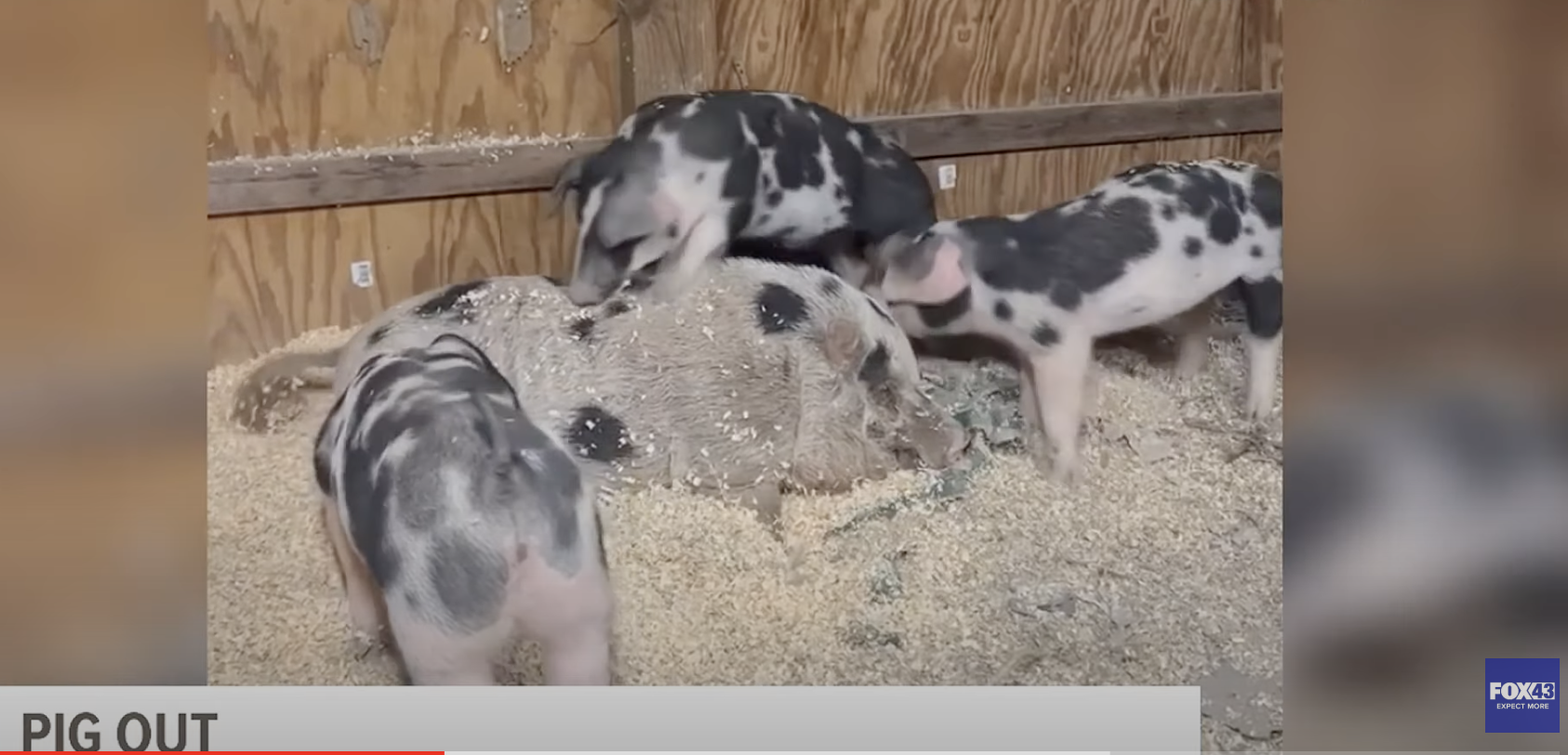 Pet Pig “Kevin Bacon” On The Run In Pennsylvania - The American Tribune.com