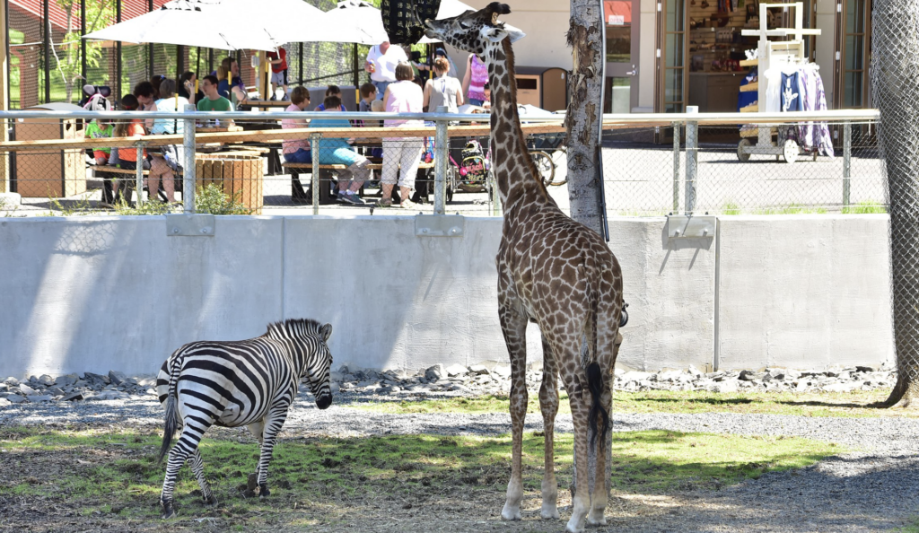 "Difficult To Predict": 6-Year-Old Giraffe Recently Diagnosed With ...