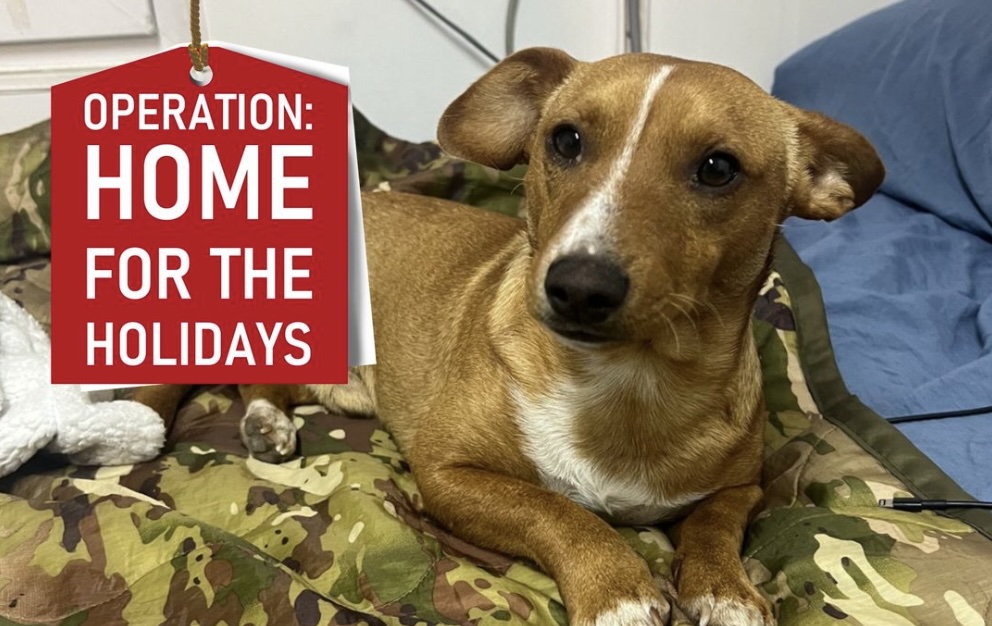 US Army Unit Rescues Nine Puppies, One Cat, Now Calling For Help Saving ...