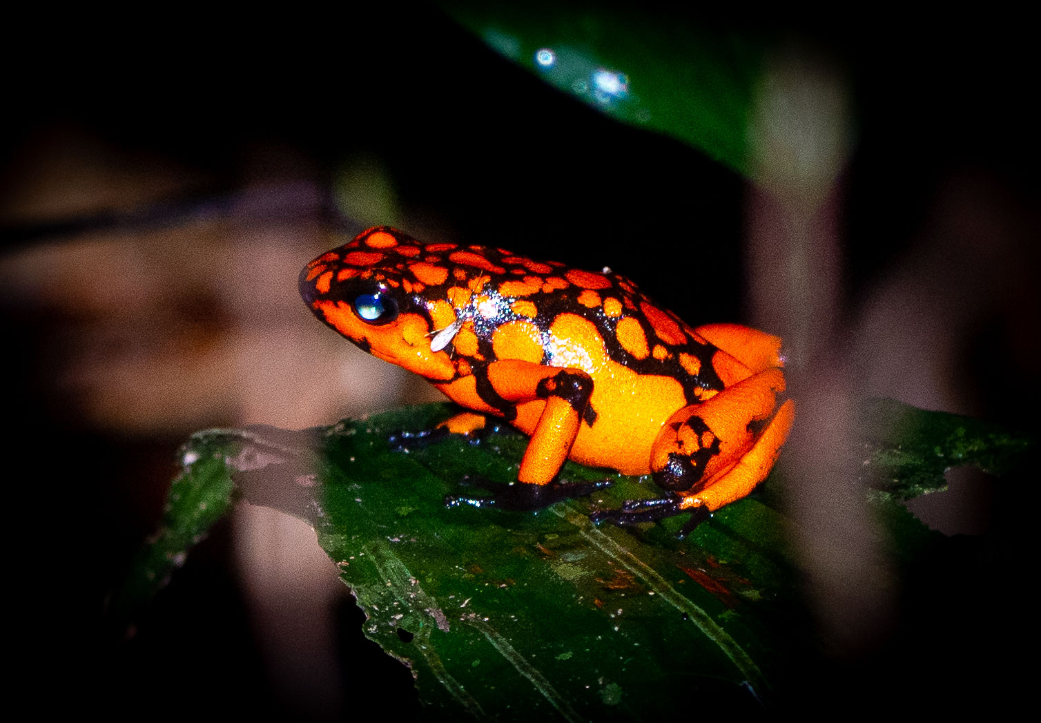 Actress Dies After Consuming Poisonous Frog Venom As Part Of "Spiritual ...