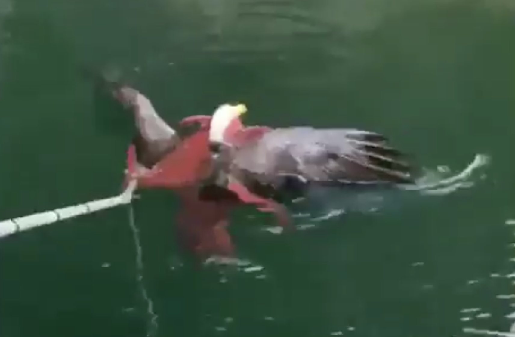 WATCH: Wild Video Shows Fisherman Rescue Bald Eagle From Octopus - The ...