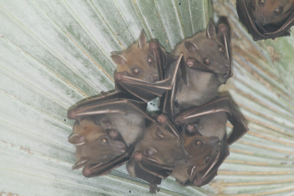 Just In: New Bat-Connected Coronavirus In China Sparks New Pandemic ...