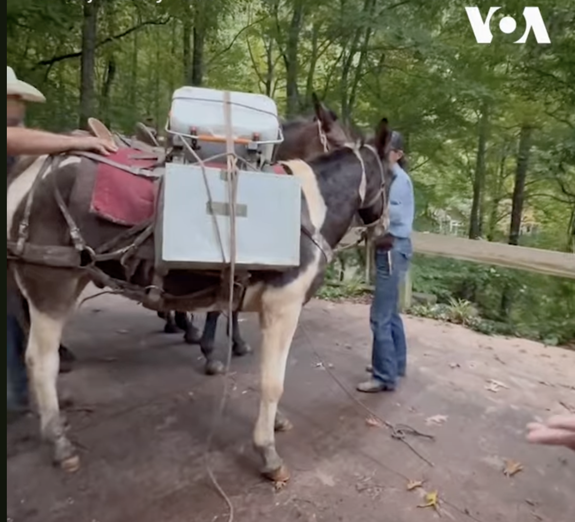 "Mountain Mules" Who Helped Rescue Efforts In Western North Carolina ...
